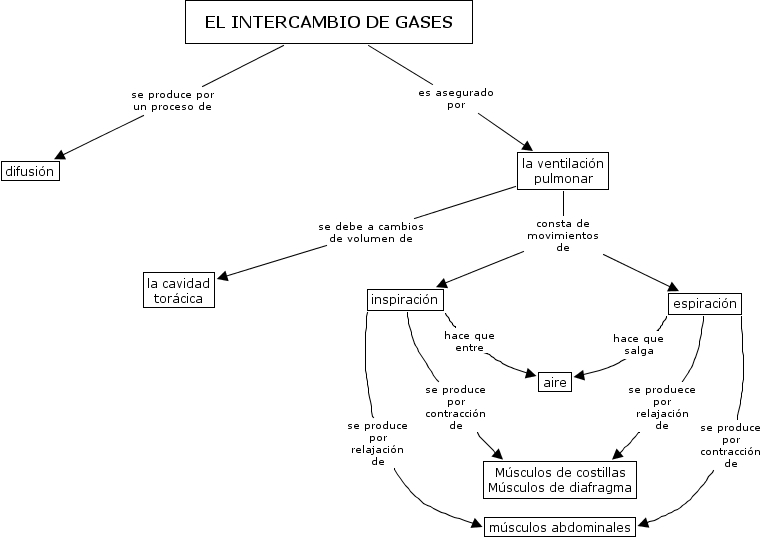 Intercambio de gases